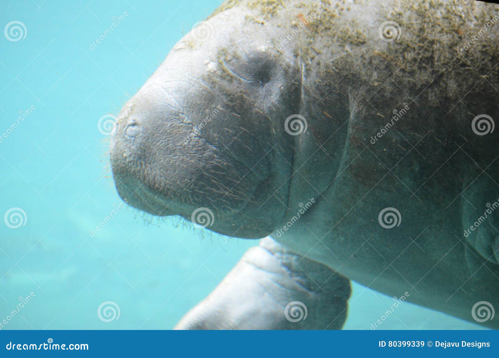 Up Close with a Manatee stock image. Image of seacow - 80399339