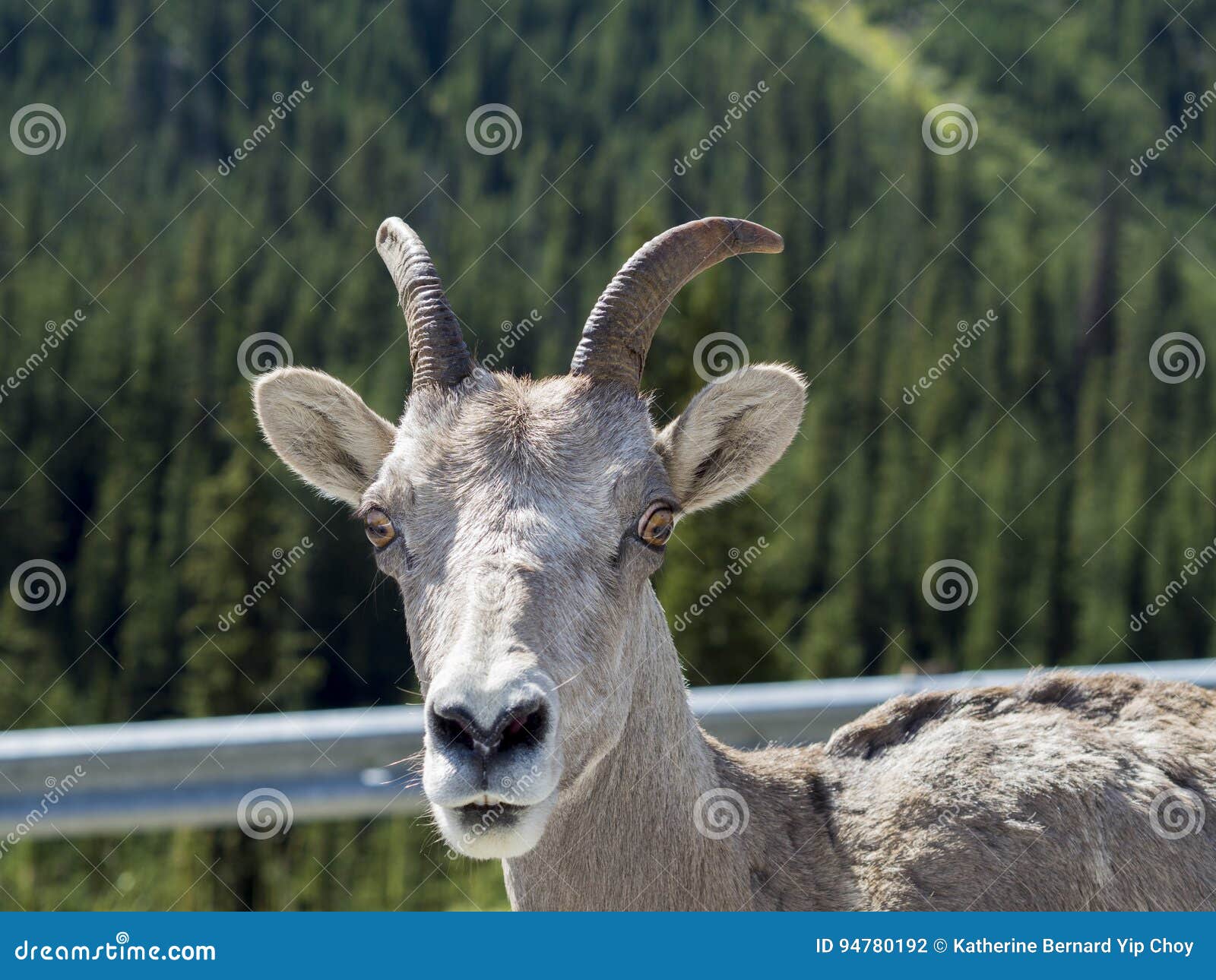 Up Close Mountain Goat Stare Stock Photo - Image of trip, canadian ...