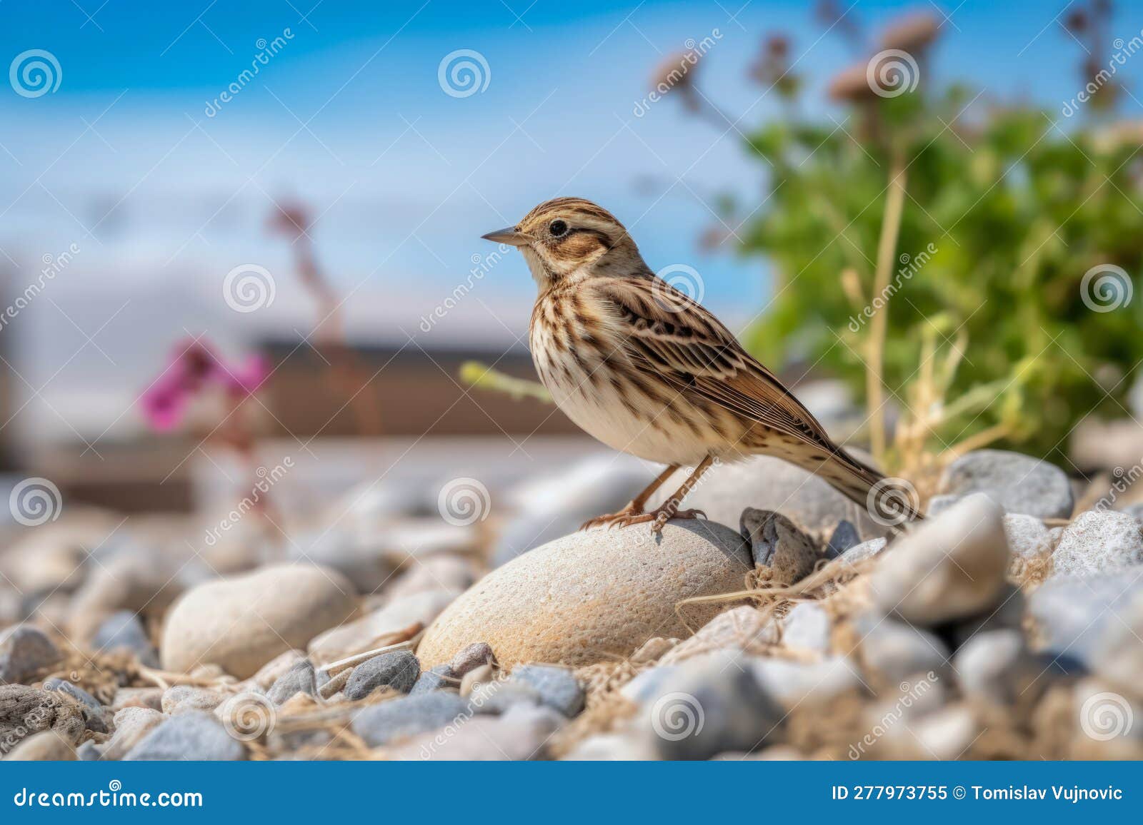 Up Close of Outdoor Lark Bird Stock Illustration - Illustration of ...