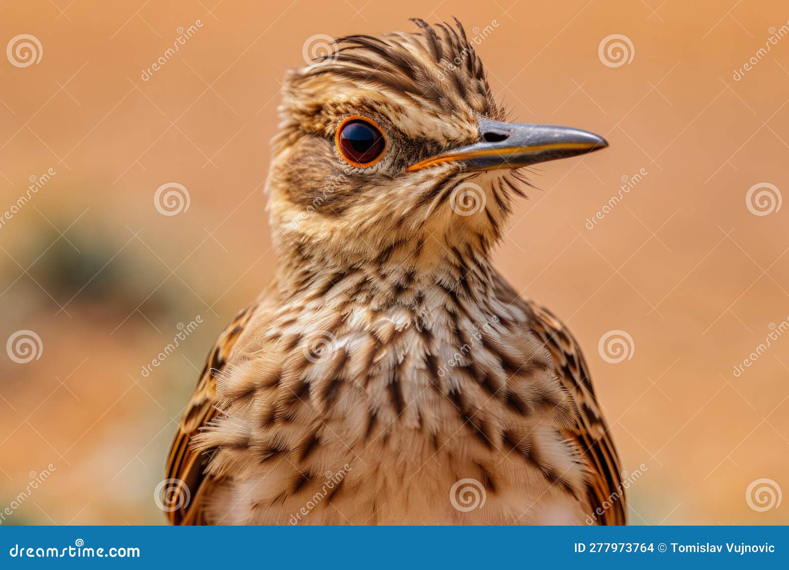 Up Close of Outdoor Lark Bird Stock Illustration - Illustration of ...