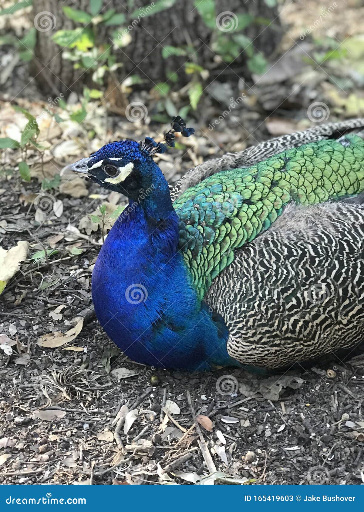 Up Close Peacock stock image. Image of austin, close - 165419603