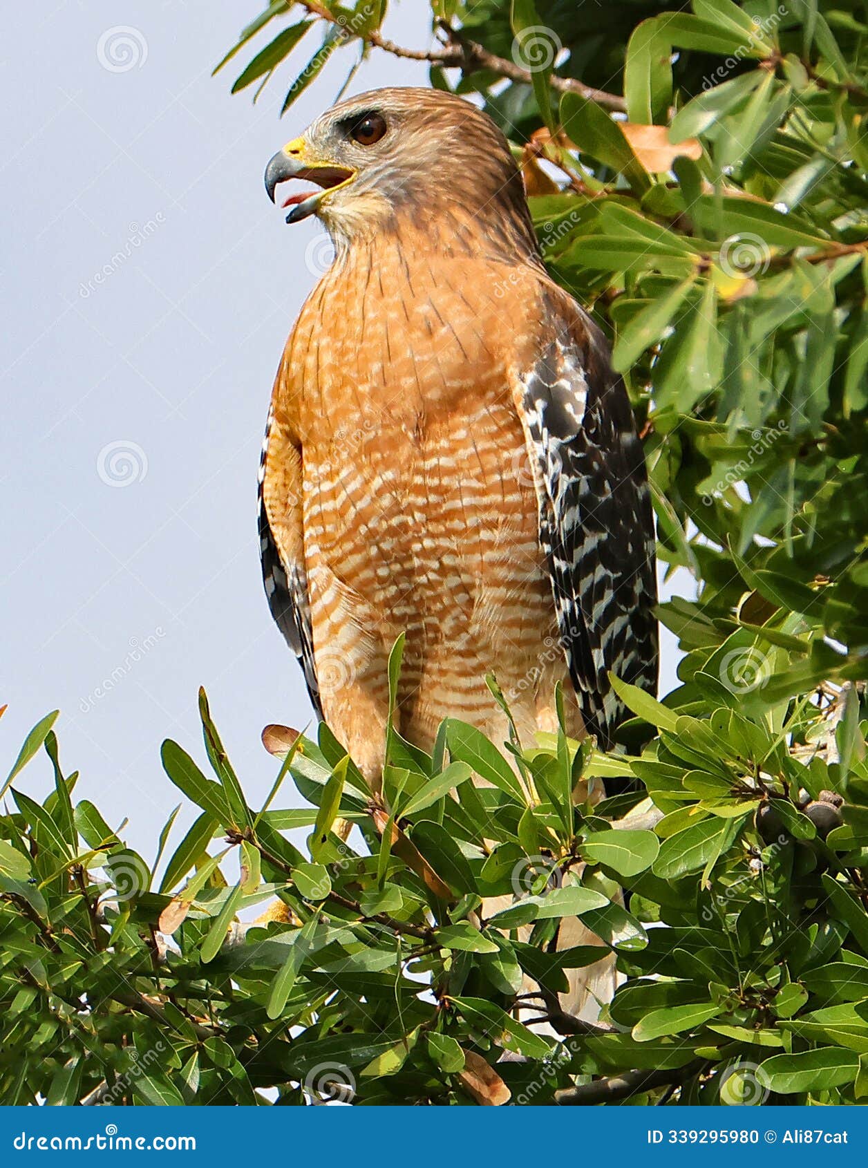 Up Close and Personal with a Hawk Stock Photo - Image of mouth, beak ...