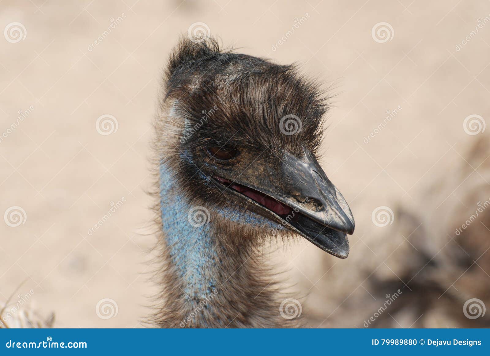 Up Close and Personal with a Large Emu Stock Photo - Image of aves ...