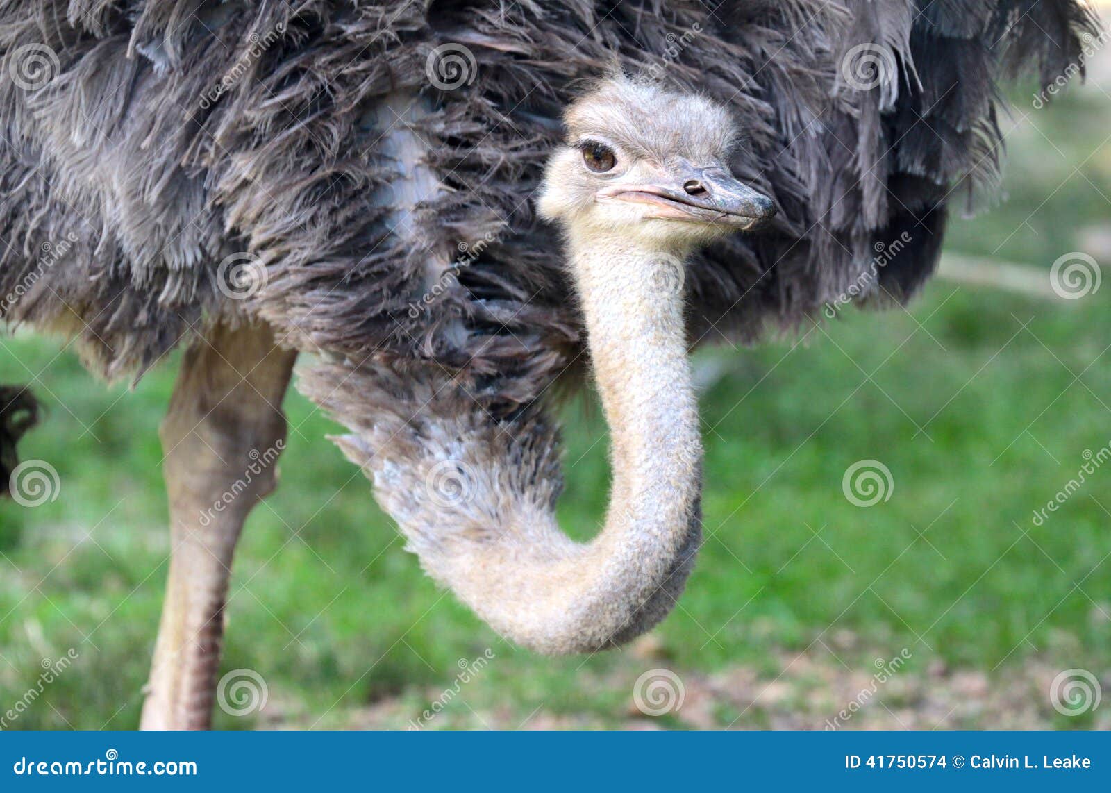 Ostrich Close-Up stock photo. Image of ratite, living - 41750574