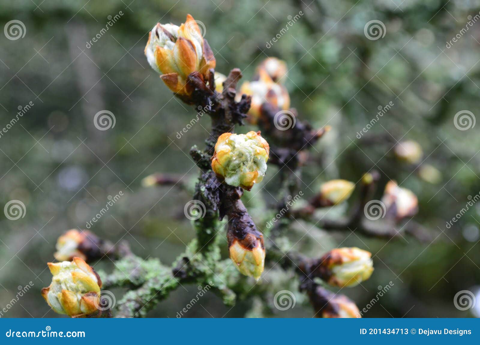 Up Close Plant Budding in Nature Stock Image - Image of grow, macro ...
