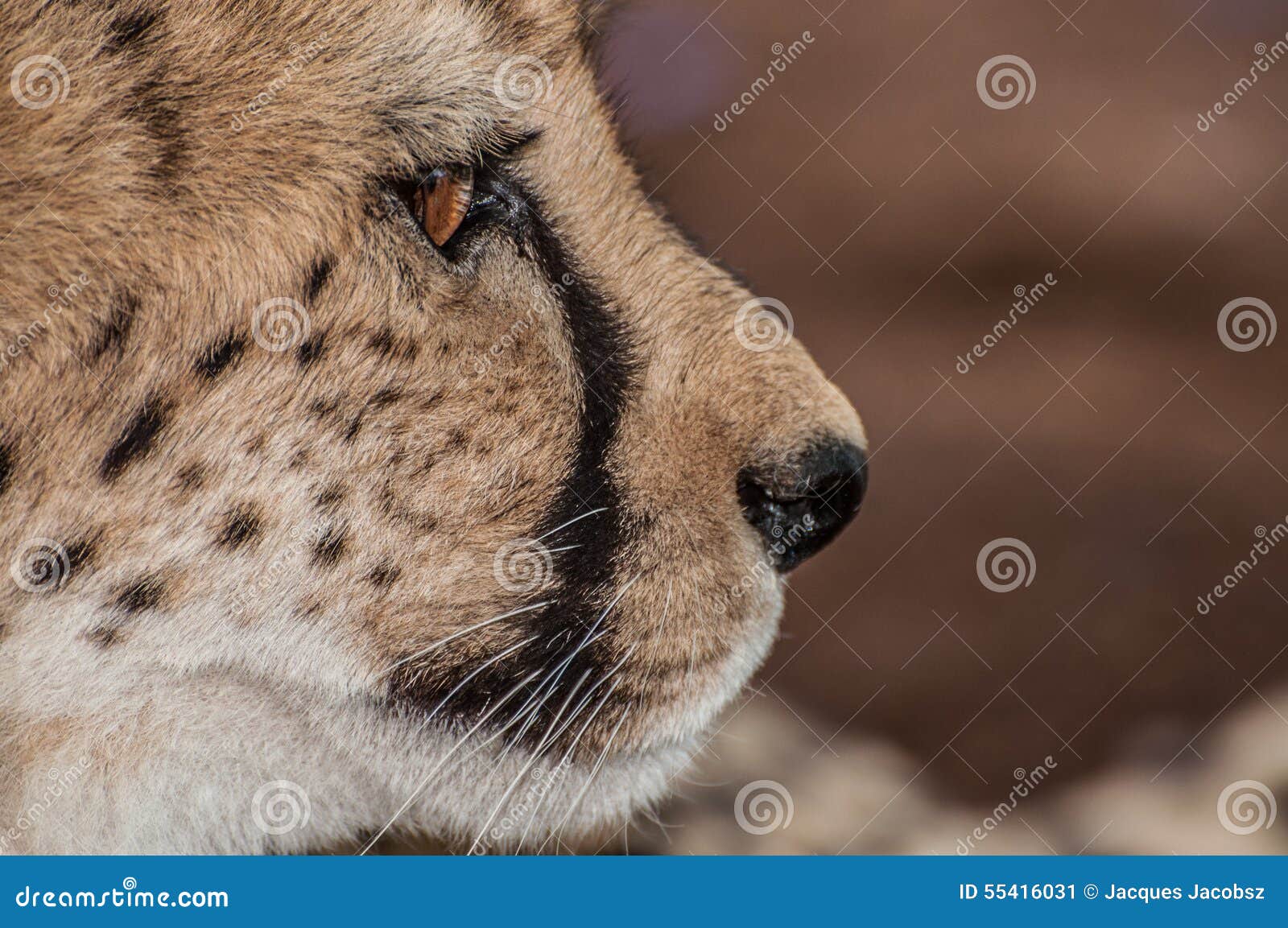 Up Close Portrait of a Cheetah Stock Image - Image of hunter, mammal ...