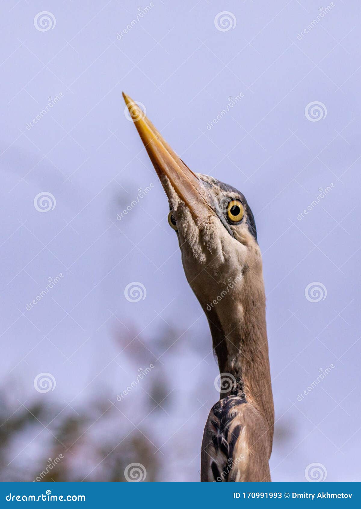 Up Close Portrait of a Great Blue Heron from Down Below Stock Image ...