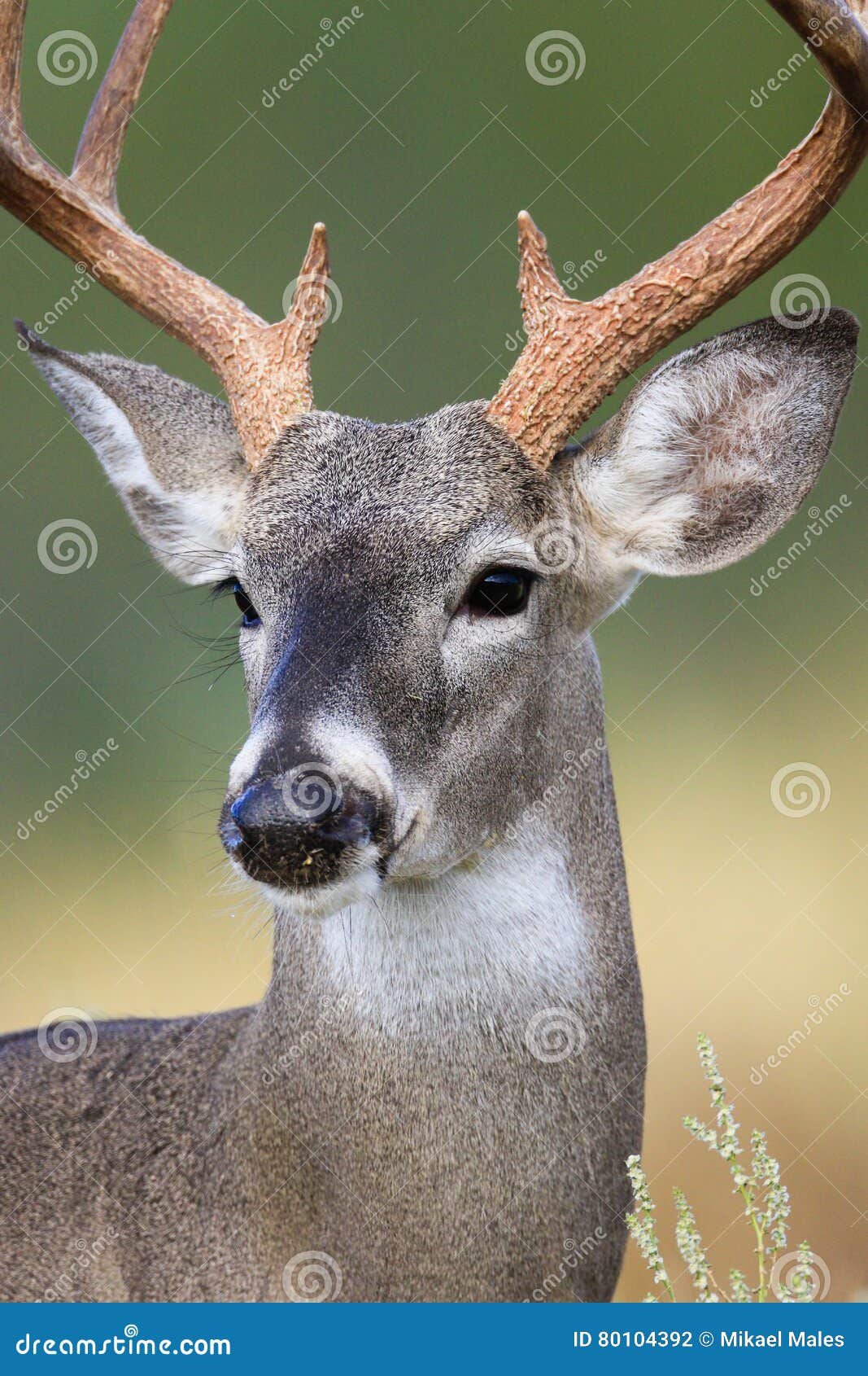 Up Close Portrait of Whitetail Stock Photo - Image of colors, massive ...
