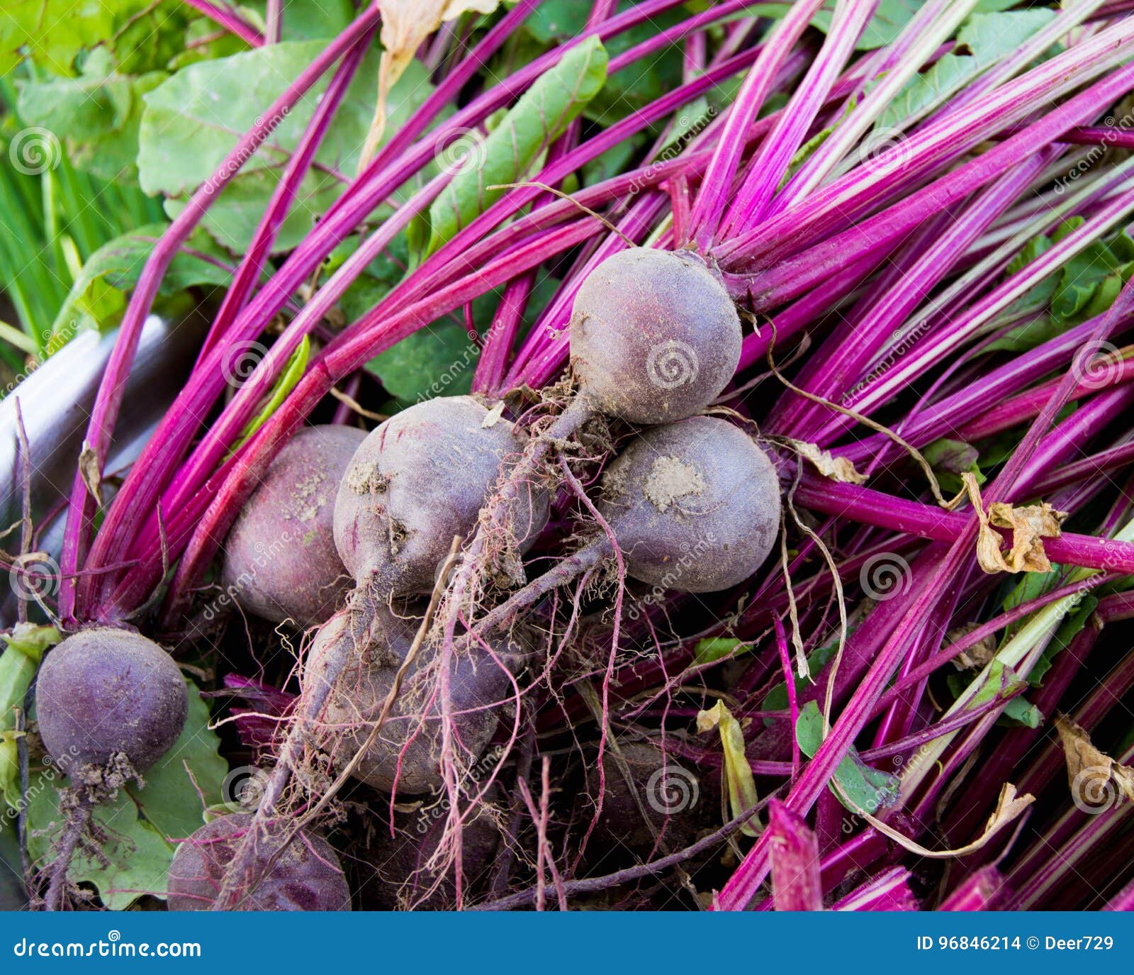 Up Close with the Purple Beets Stock Photo - Image of garden, view ...