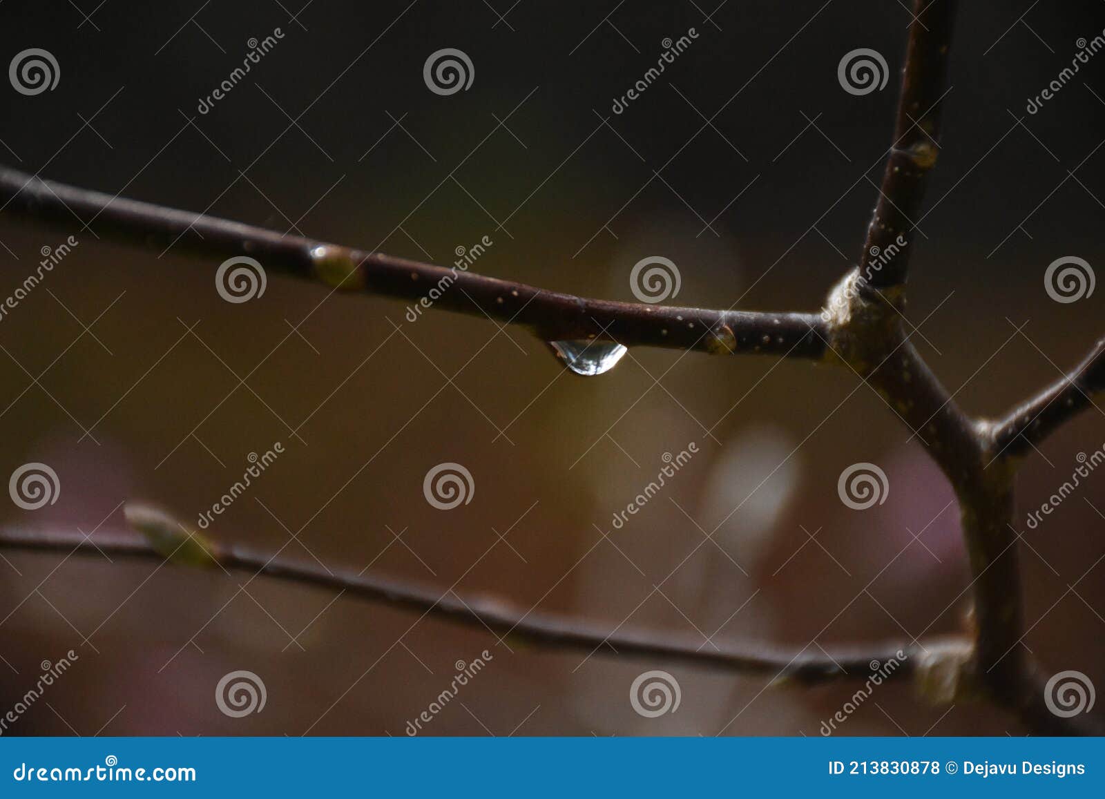 Up Close on a Raindrop on a Tree Branch Stock Photo - Image of ...