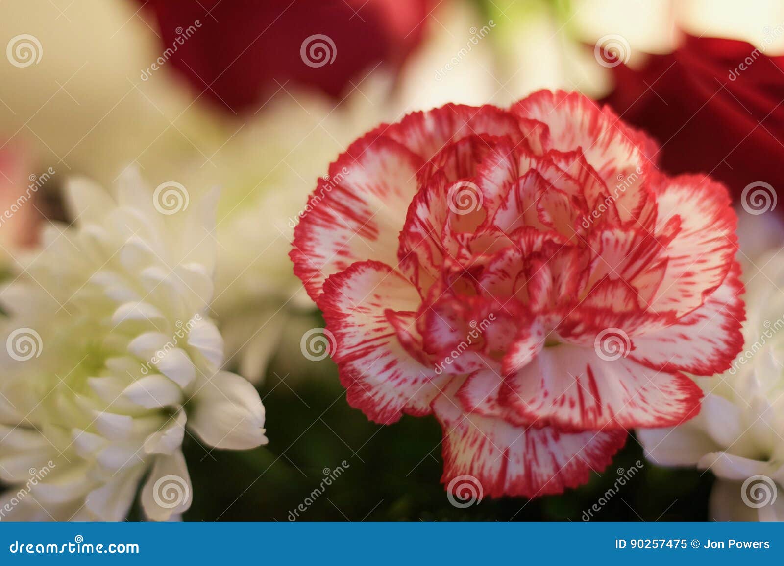 Up Close Shallow Depth of Field Flower Stock Image - Image of flower ...