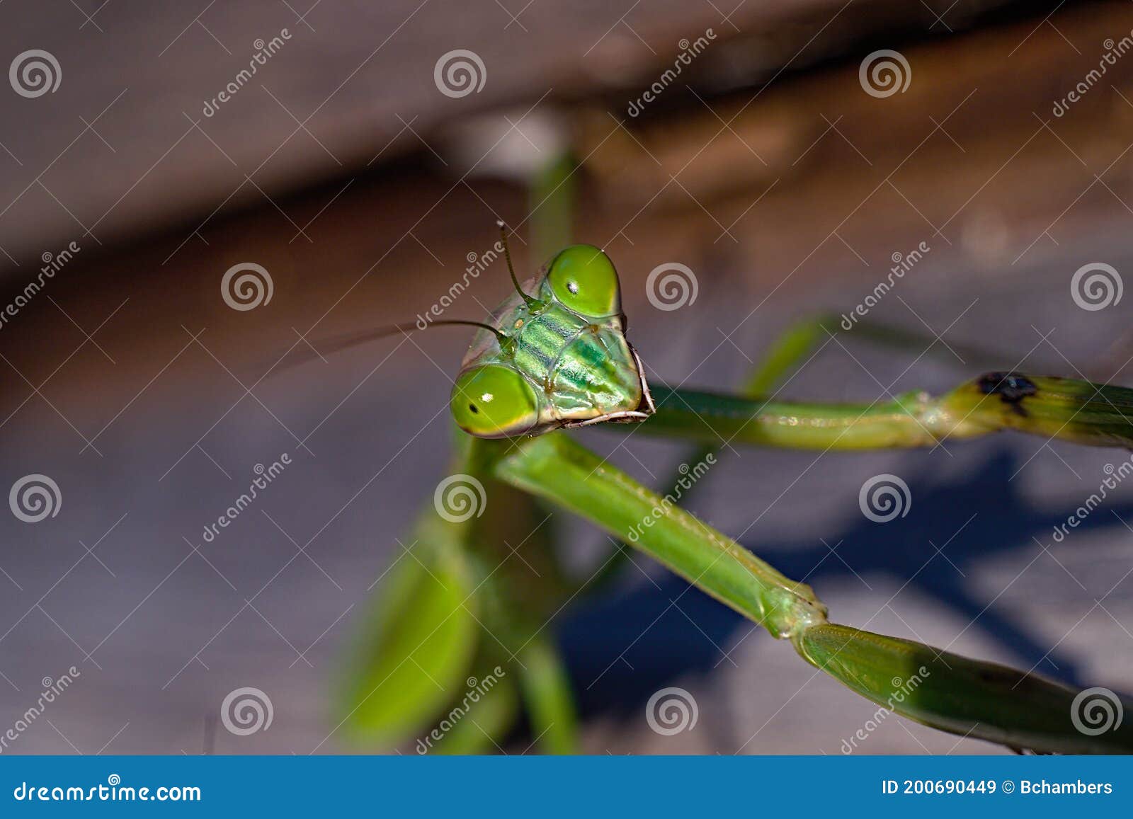 Praying Mantis up close stock image. Image of praying - 200690449