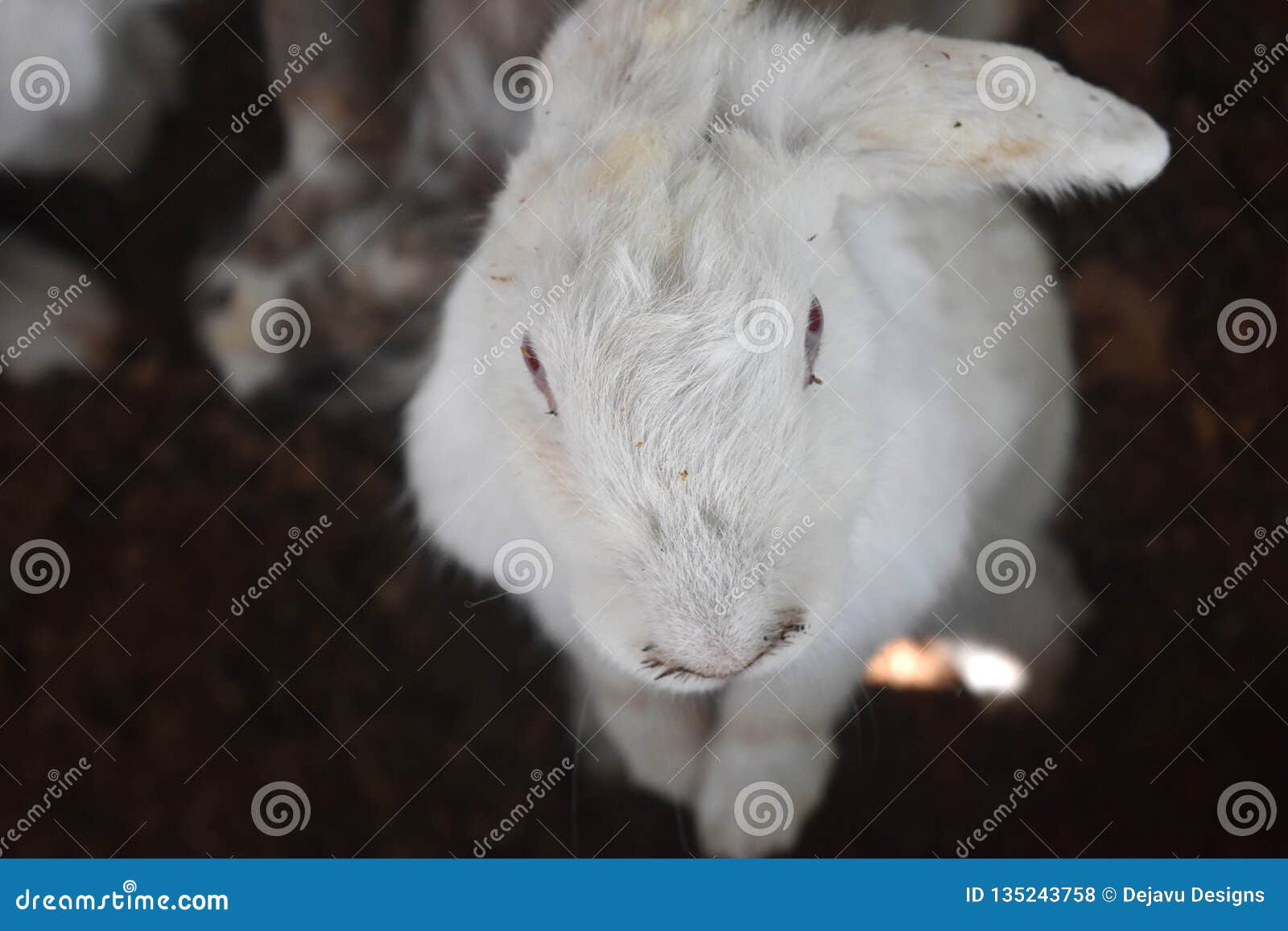 Up Close with a Sweet Wild White Rabbit Stock Photo - Image of close ...