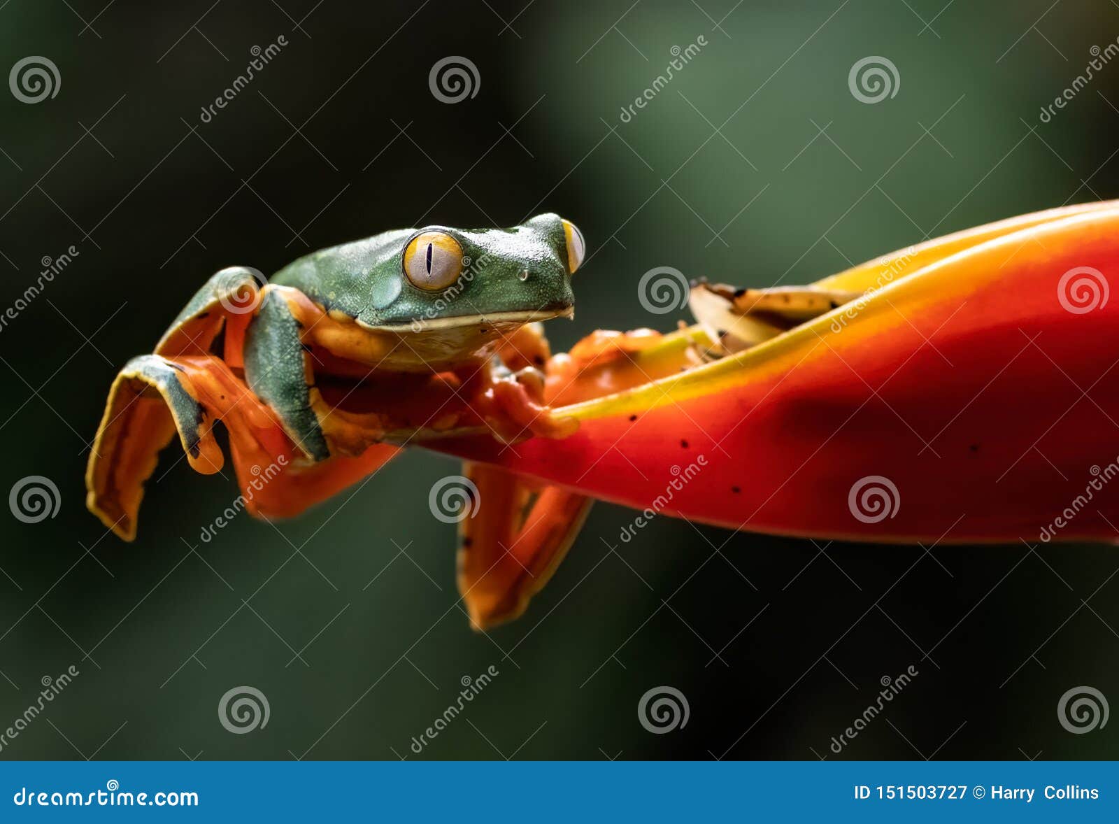 Up Close of a Tropical Tree Frog Stock Image - Image of green, tropic ...