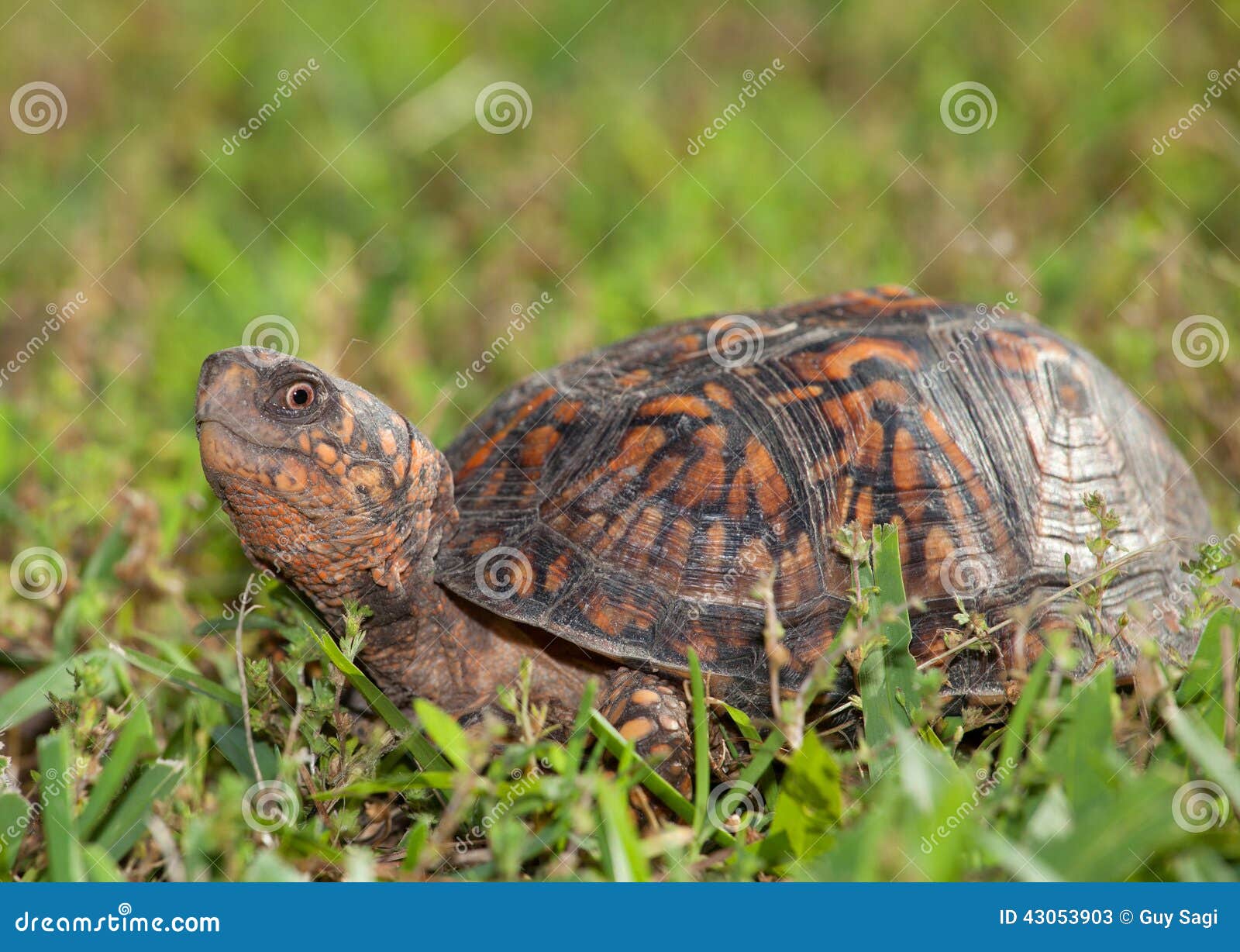Up close turtle stock image. Image of reptile, brown - 43053903
