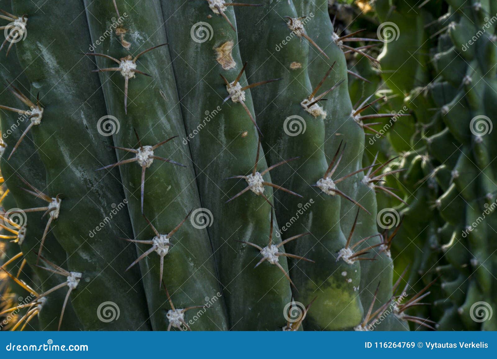 Up Close View of Cactus Needles Stock Image - Image of leaf, cacti ...