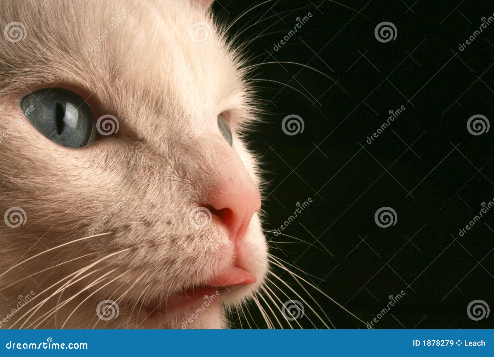Up Close View of Cats Face stock image. Image of nose - 1878279