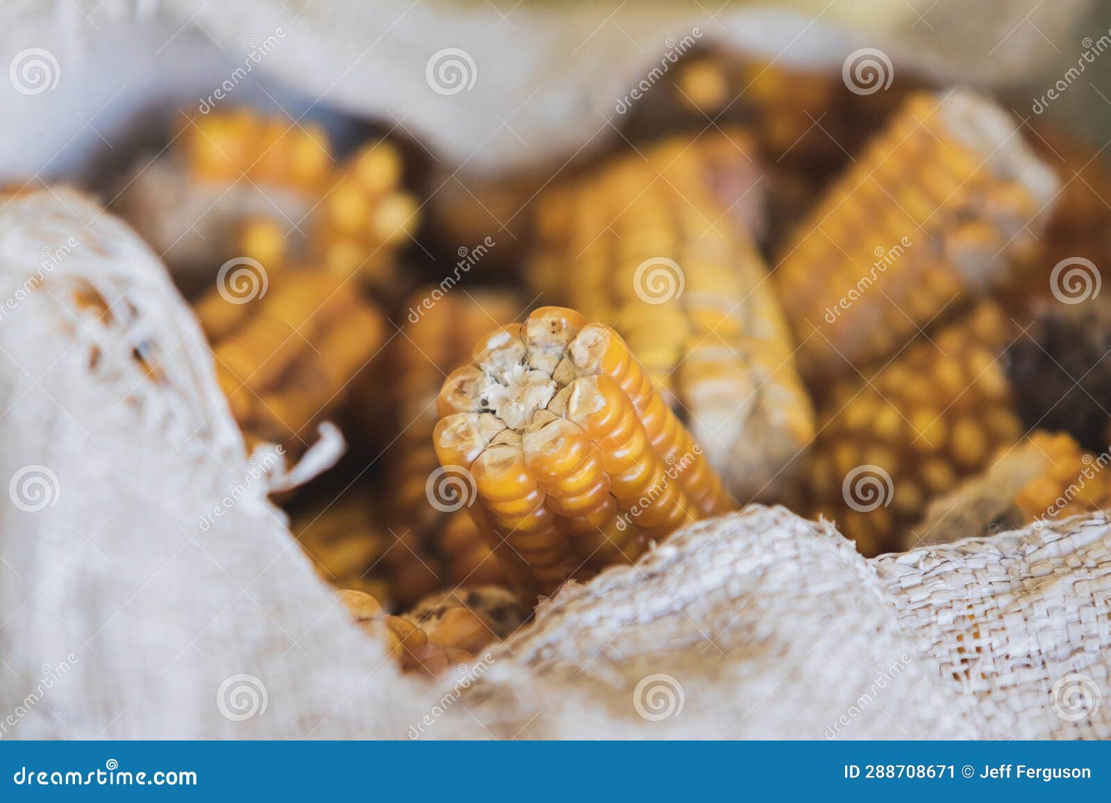 Up-Close View of Fresh Corn in Sack Stock Image - Image of foodstuffs ...