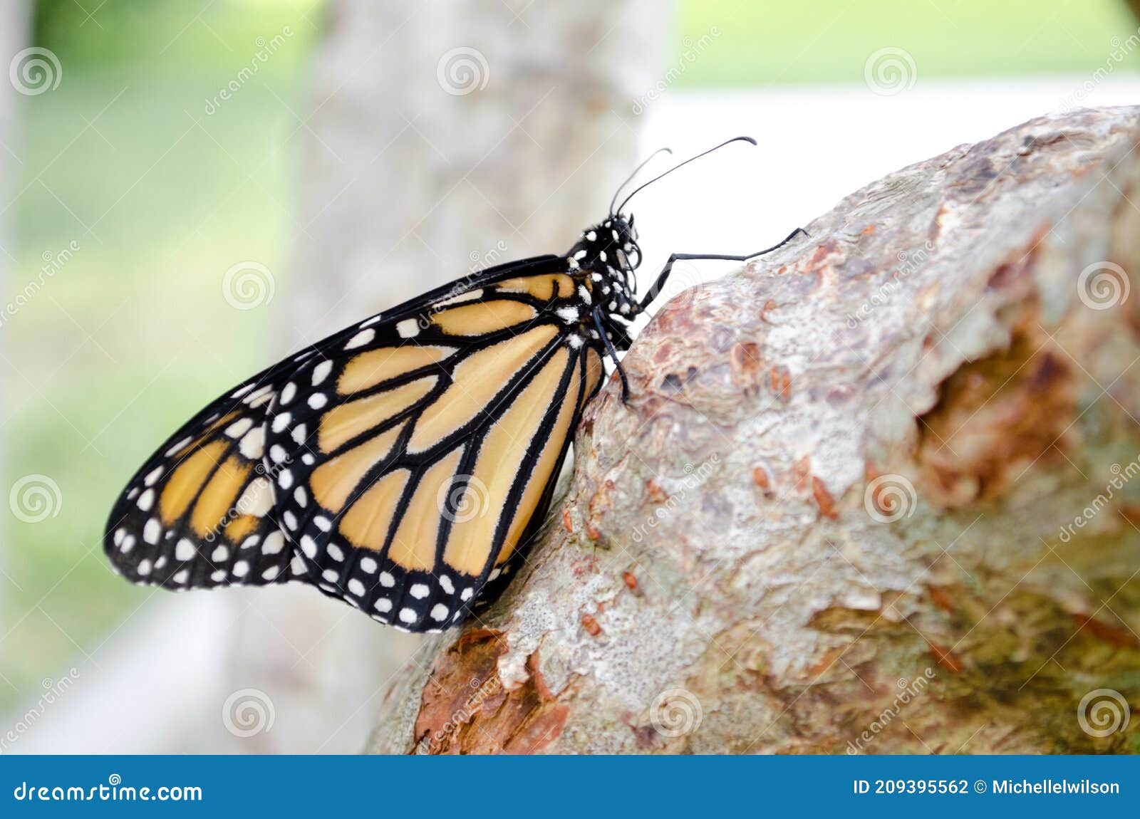 Close Up Of Monarch Fern Background.Phymatosorus Scolopendria Commonly ...