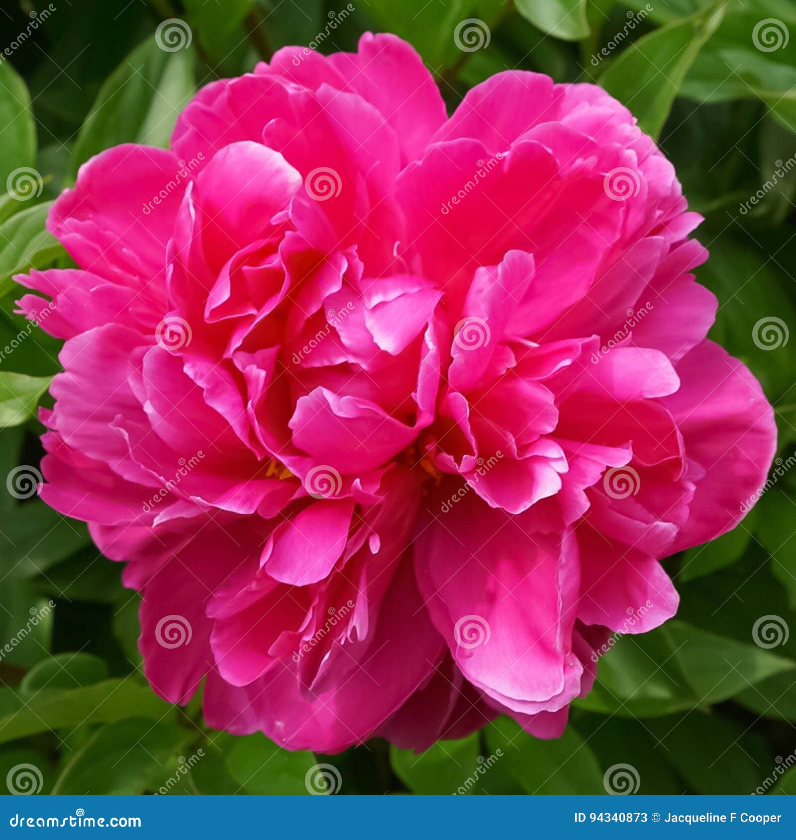 Up Close View of a Peony Flower in Full Bloom Stock Image - Image of ...