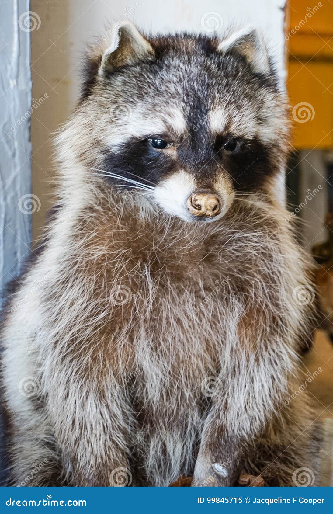 An Up Close View of a Raccoon Stock Image - Image of wildlife, sitting ...
