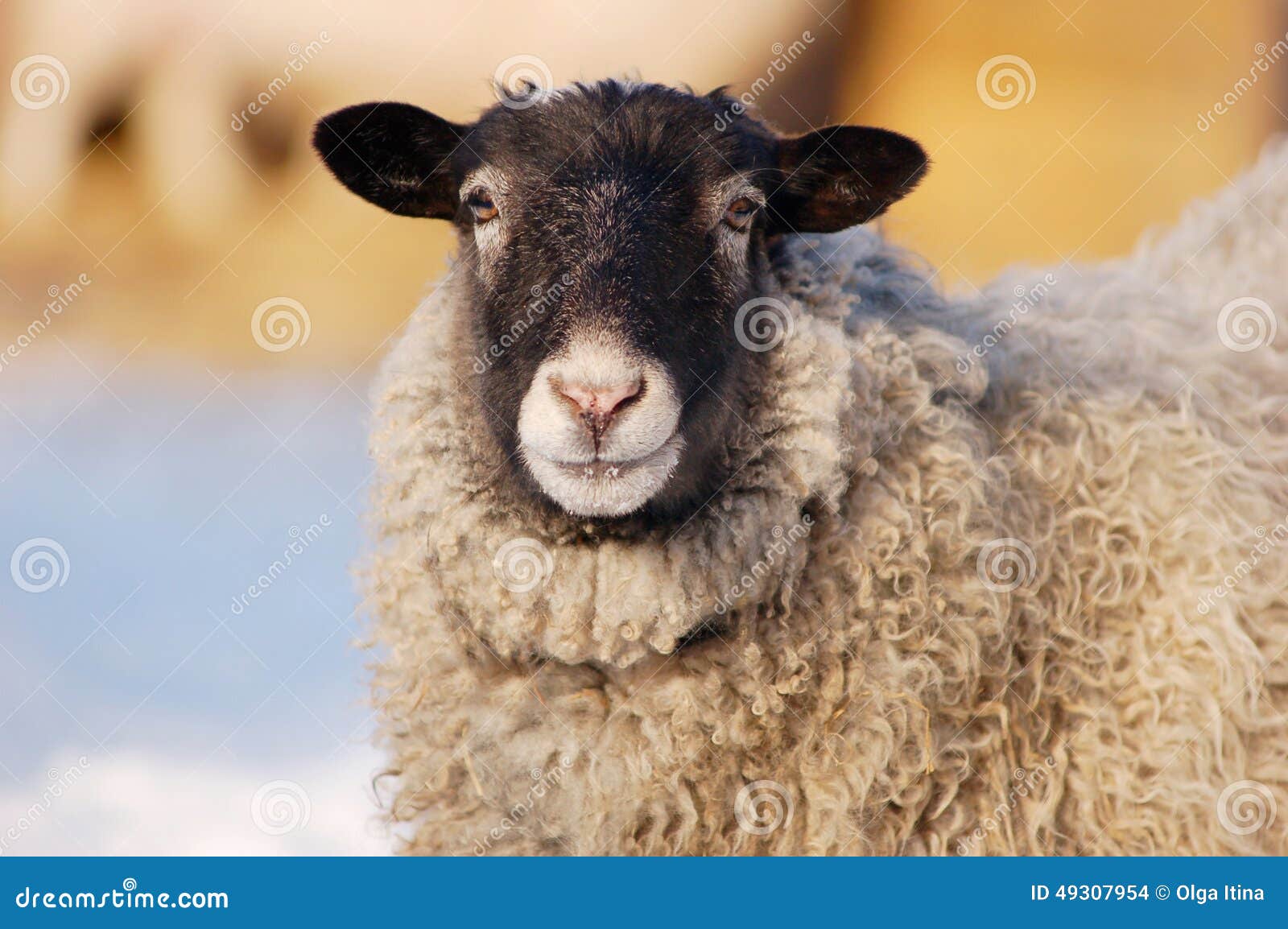 An Up Close View of a Sheep Portrait Looking at the Camera Stock Photo ...