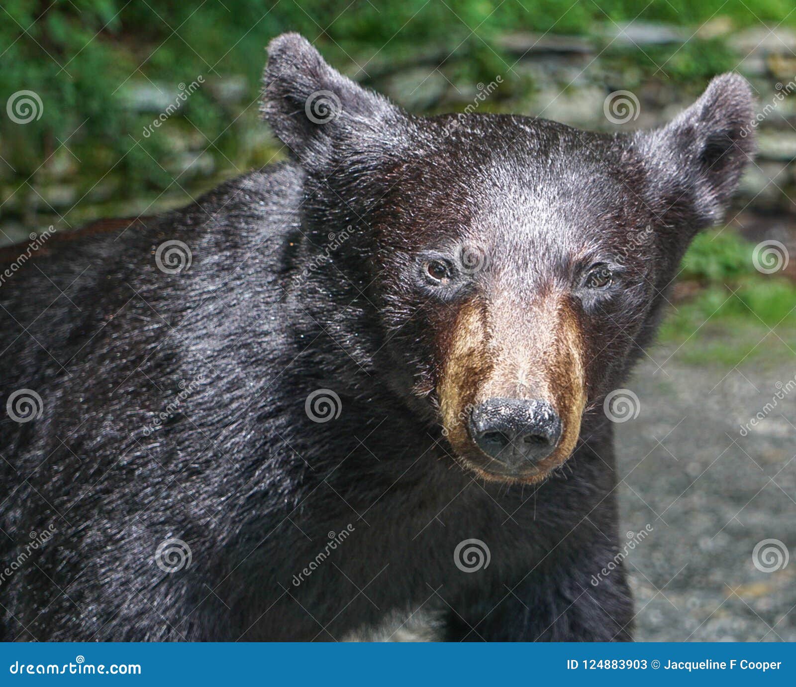 An Black Bear Isolated stock image. Image of national - 124883903