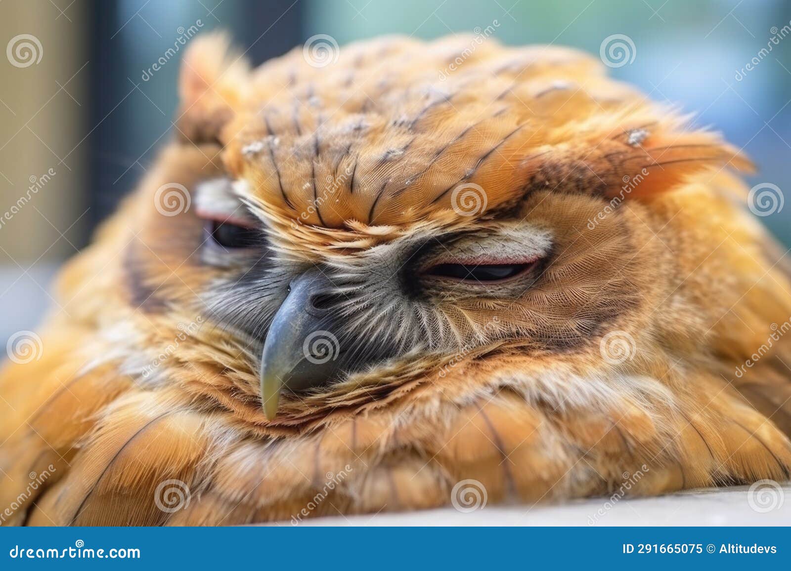 Snoozing Owl Stock Photos - Free & Royalty-Free Stock Photos from ...