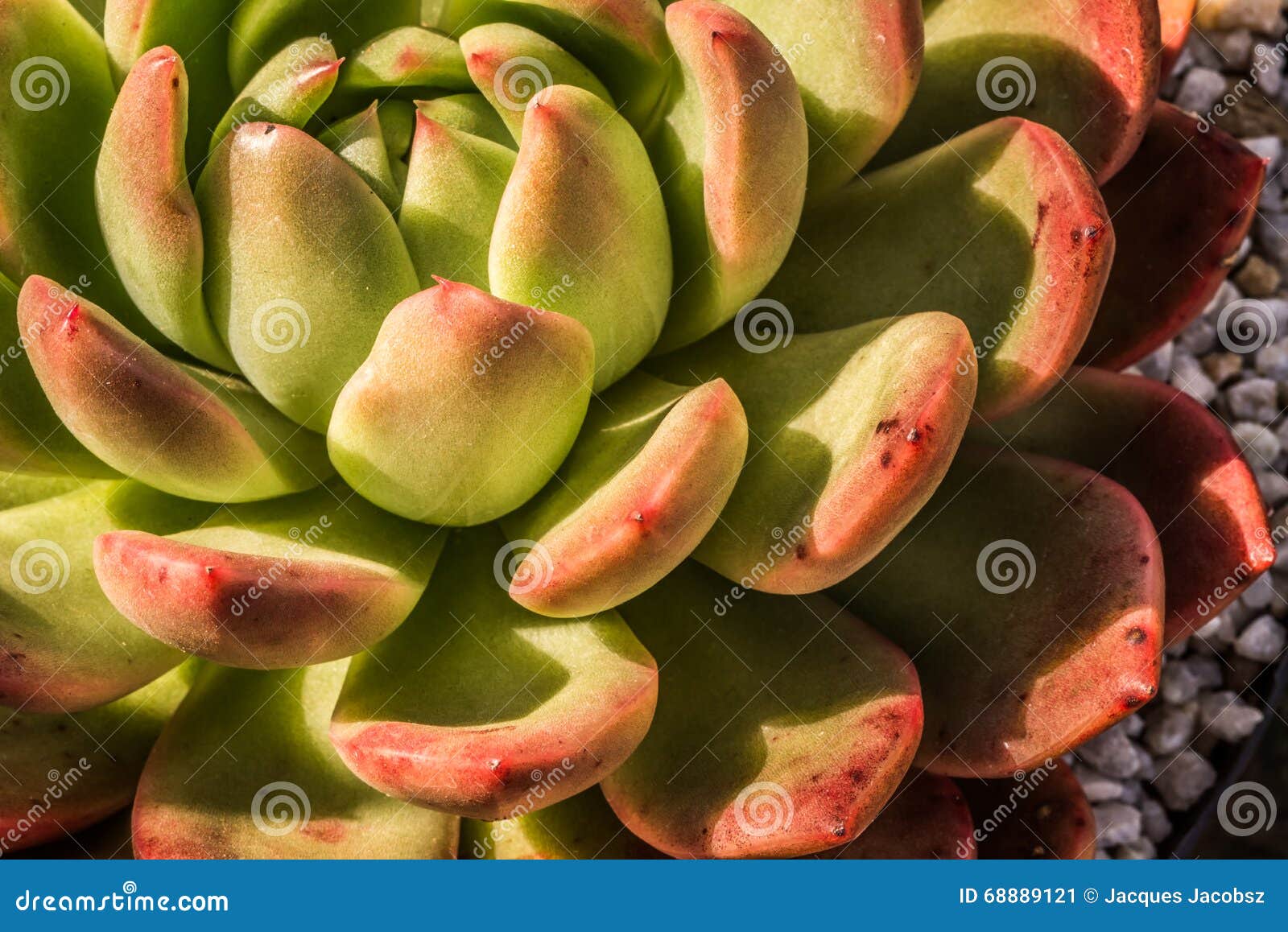 Up Close View of a Succulent Stock Image - Image of adapted, plant ...