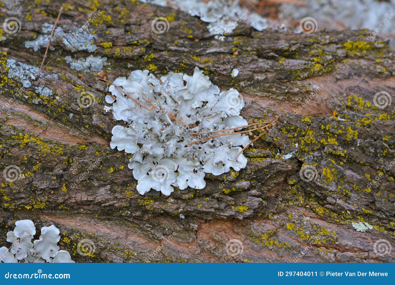 Lichen And Fungi Under Microscope Stock Image | CartoonDealer.com #65858707