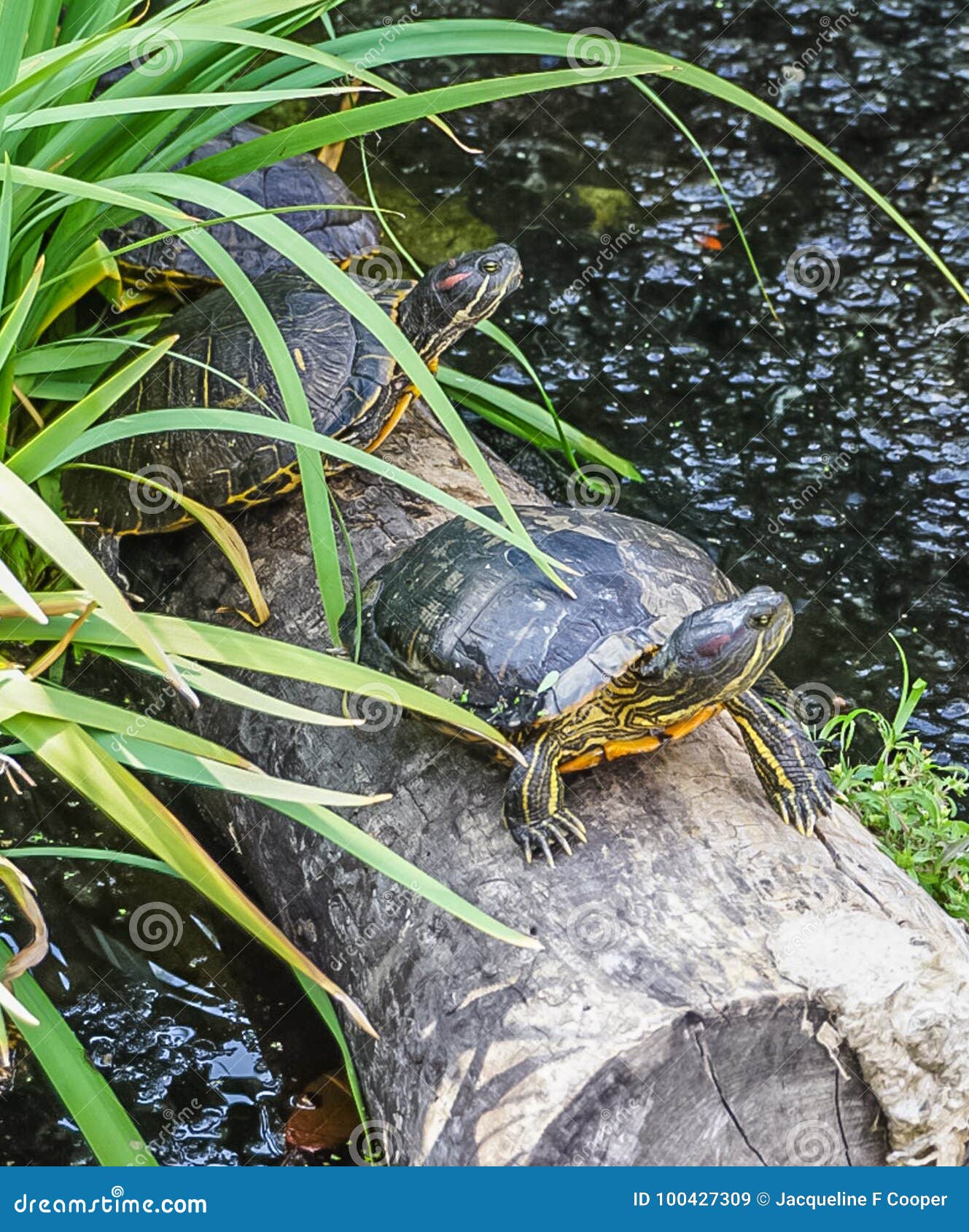 Turtles In The Pond Stock Photo | CartoonDealer.com #51699000