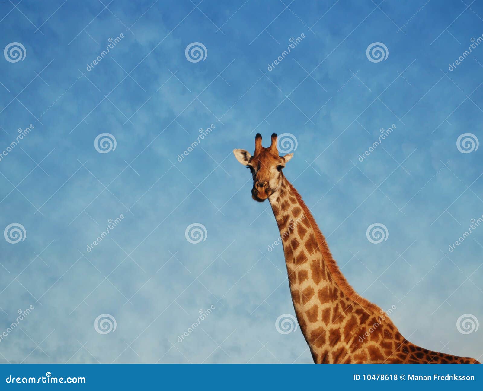 Up in the clouds giraffe stock photo. Image of neck, south - 10478618