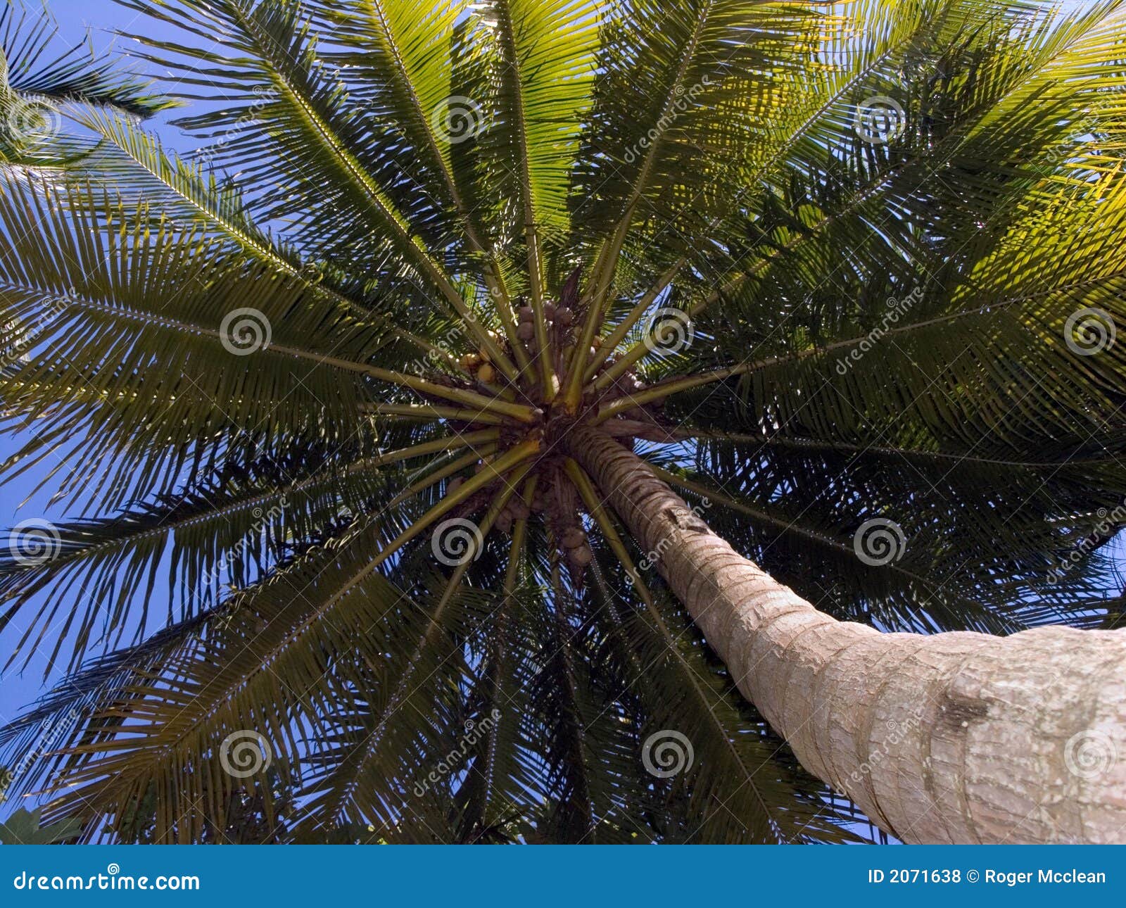 Up the coconut tree stock photo. Image of tranquility - 2071638