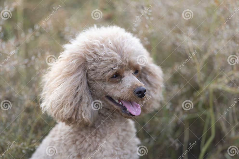 Up of the Face of a Toy Poodle Stock Photo - Image of face, lawn: 287153868