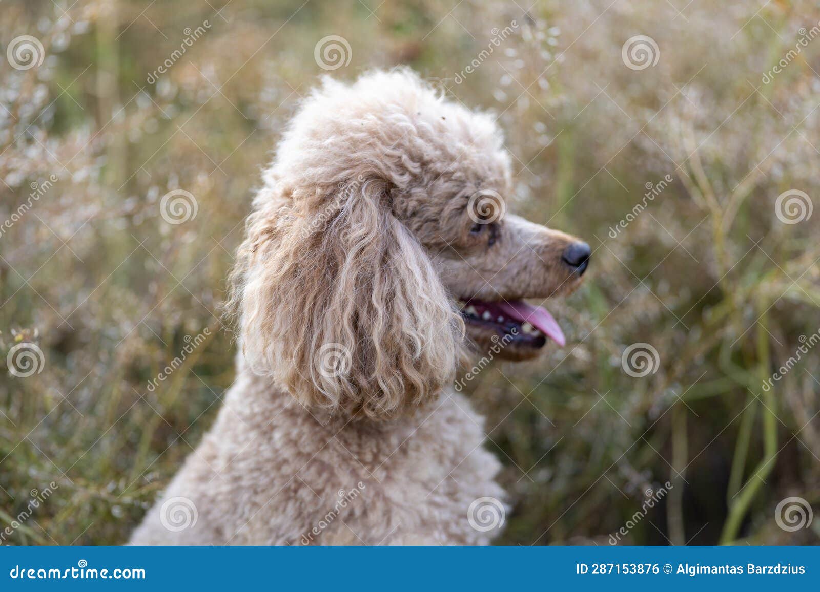Up of the Face of a Toy Poodle Stock Photo - Image of living, poodle ...