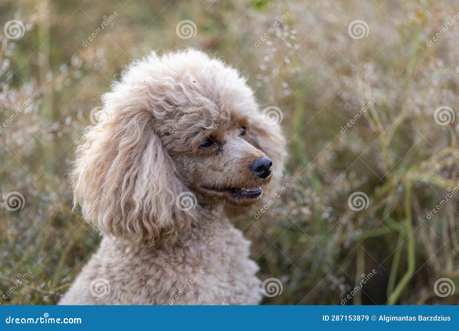 Up of the Face of a Toy Poodle Stock Image - Image of plant, natural ...