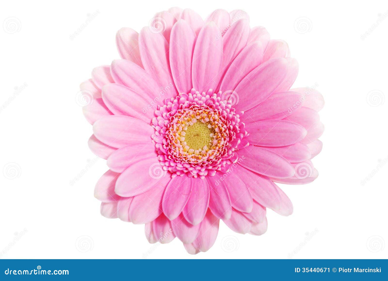 Up Front View on Pink Gerbera Flower. Stock Image - Image of front ...