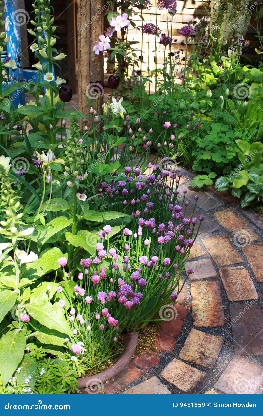 Up the Garden Path stock image. Image of green, chives - 9451859