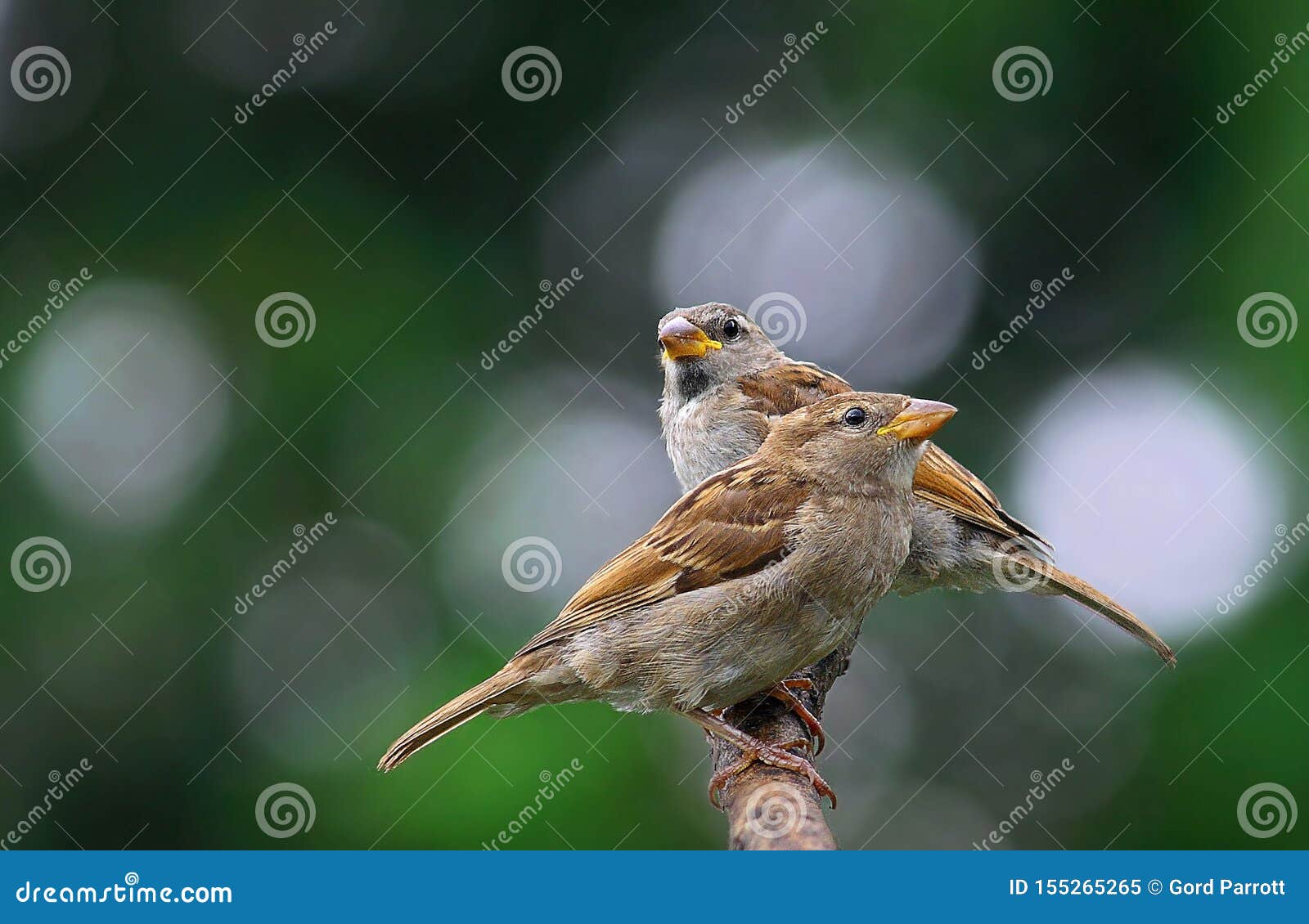 Sparrows Up in Lights stock image. Image of forest, nature - 155265265
