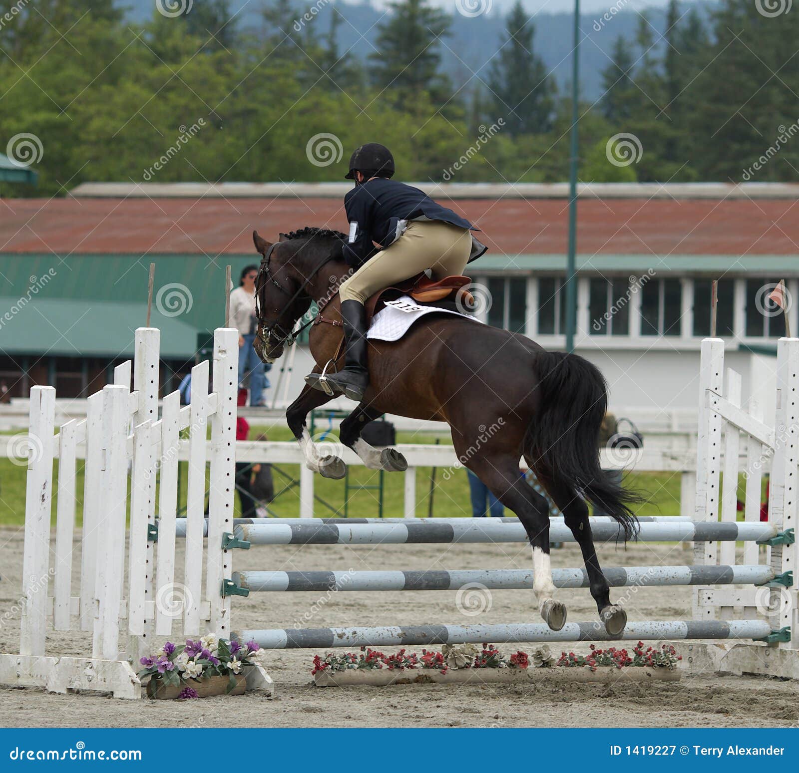 Up and Over stock image. Image of strength, equestrian - 1419227