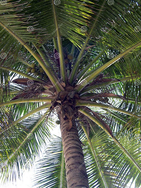 Up at a Palm Tree stock image. Image of shading, strong - 55721