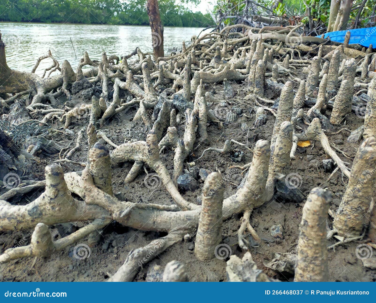 Up Root Mangrove from Under Ground Stock Image - Image of root ...