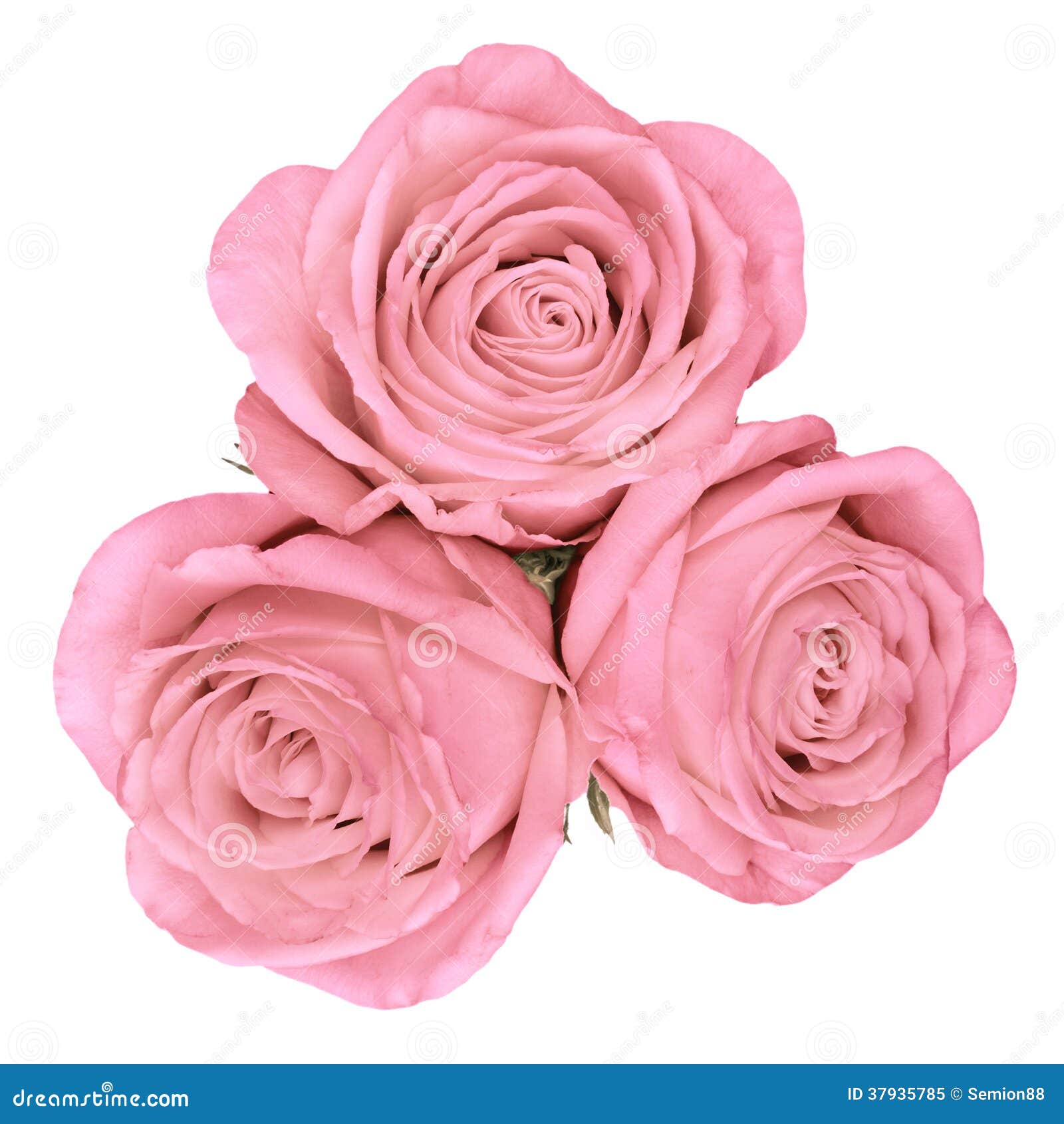 Up Shot of Pink Bright Beautiful Roses Stock Image - Image of petals ...
