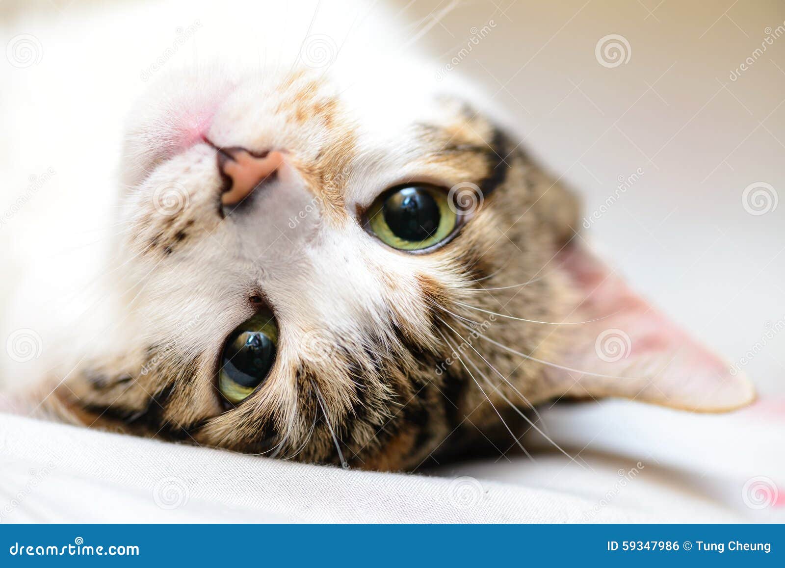 Up side down cat stock photo. Image of isolated, funny - 59347986
