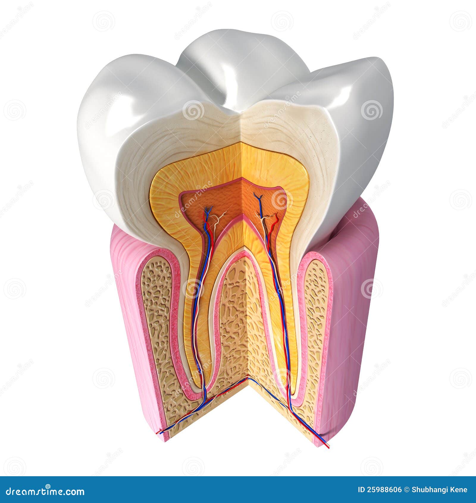 Up Side View of Teeth Anatomy Stock Illustration - Illustration of care ...
