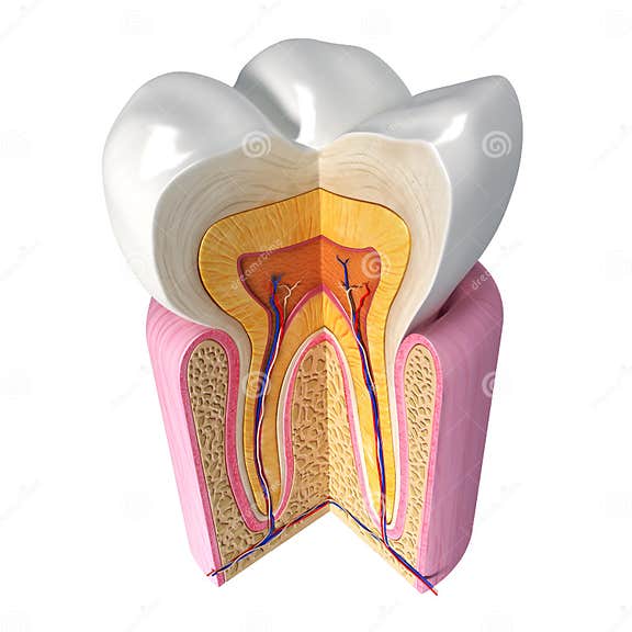 Up Side View of Teeth Anatomy Stock Illustration - Illustration of care ...