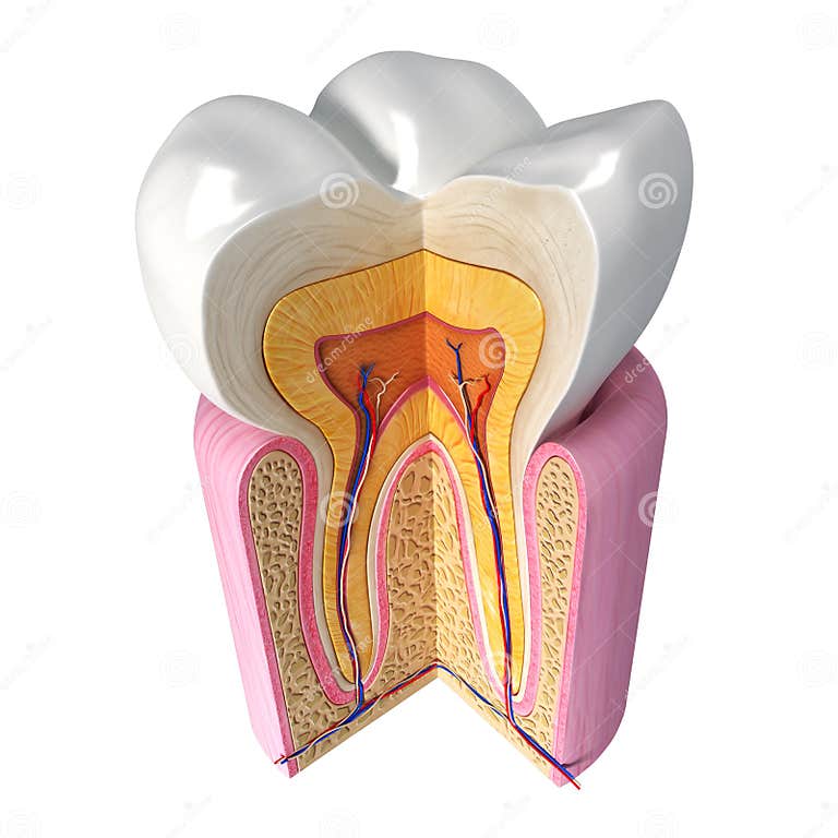 Up Side View of Teeth Anatomy Stock Illustration - Illustration of care ...