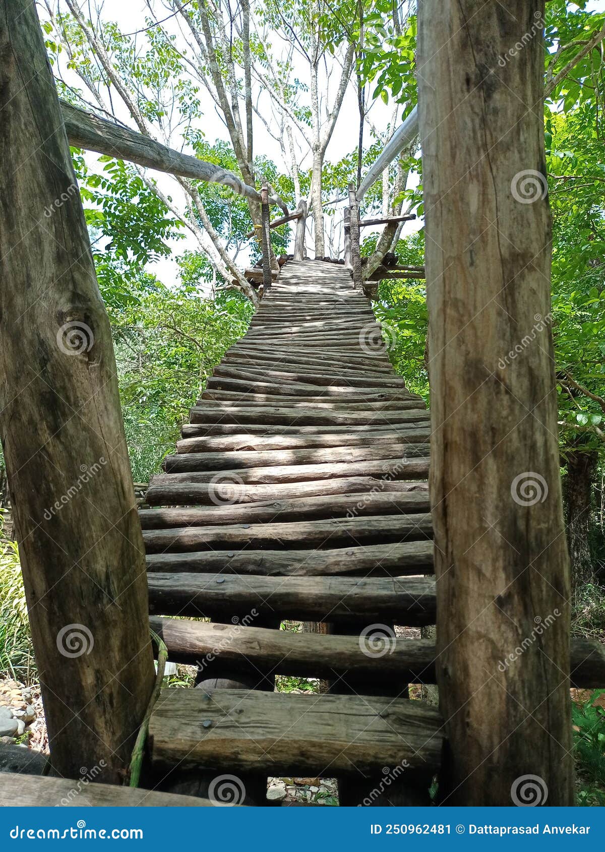 Up Stairs in Forest Climbing for Tree Stock Image - Image of trail ...