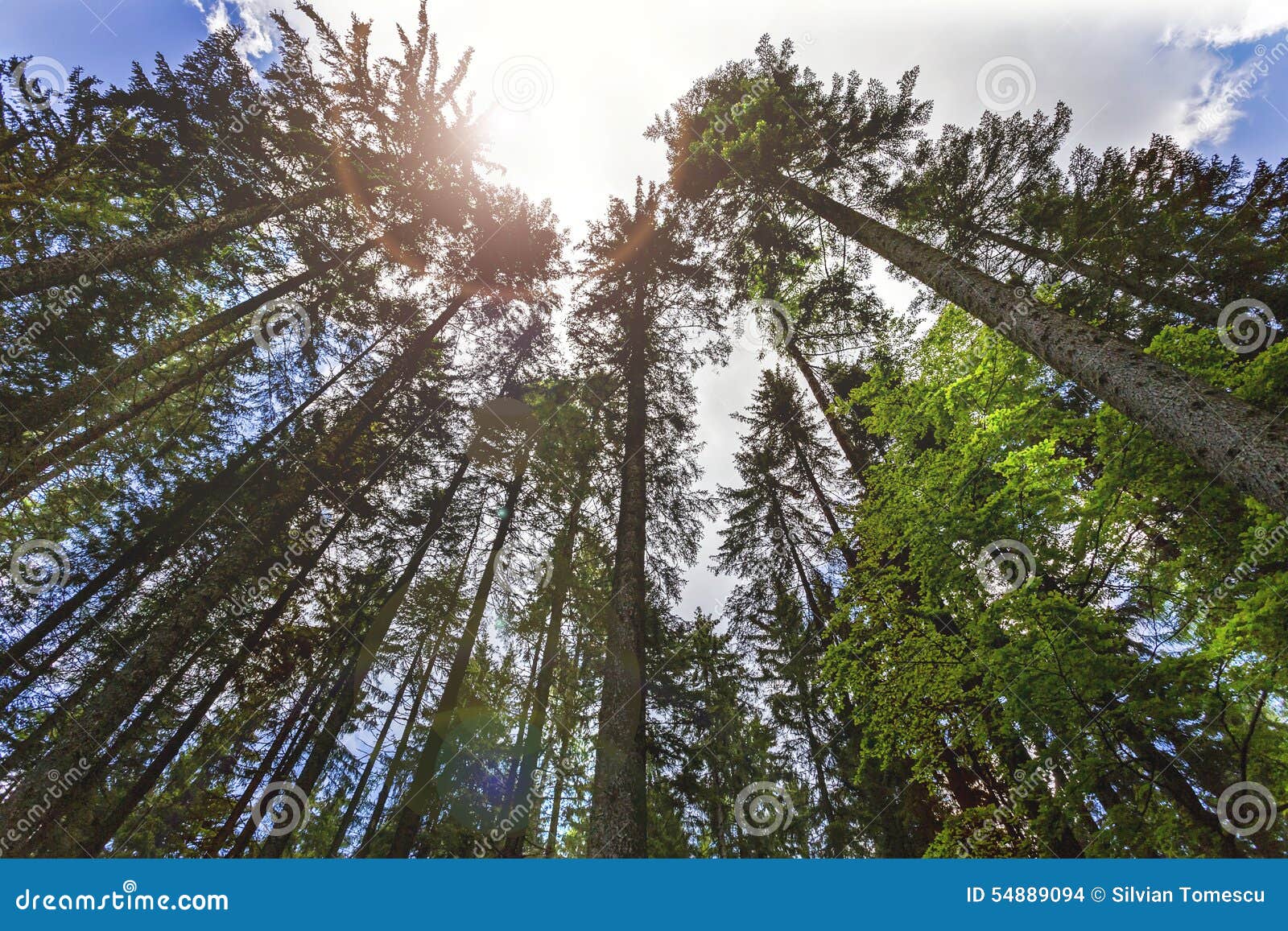 High trees against the sky stock photo. Image of forest - 54889094