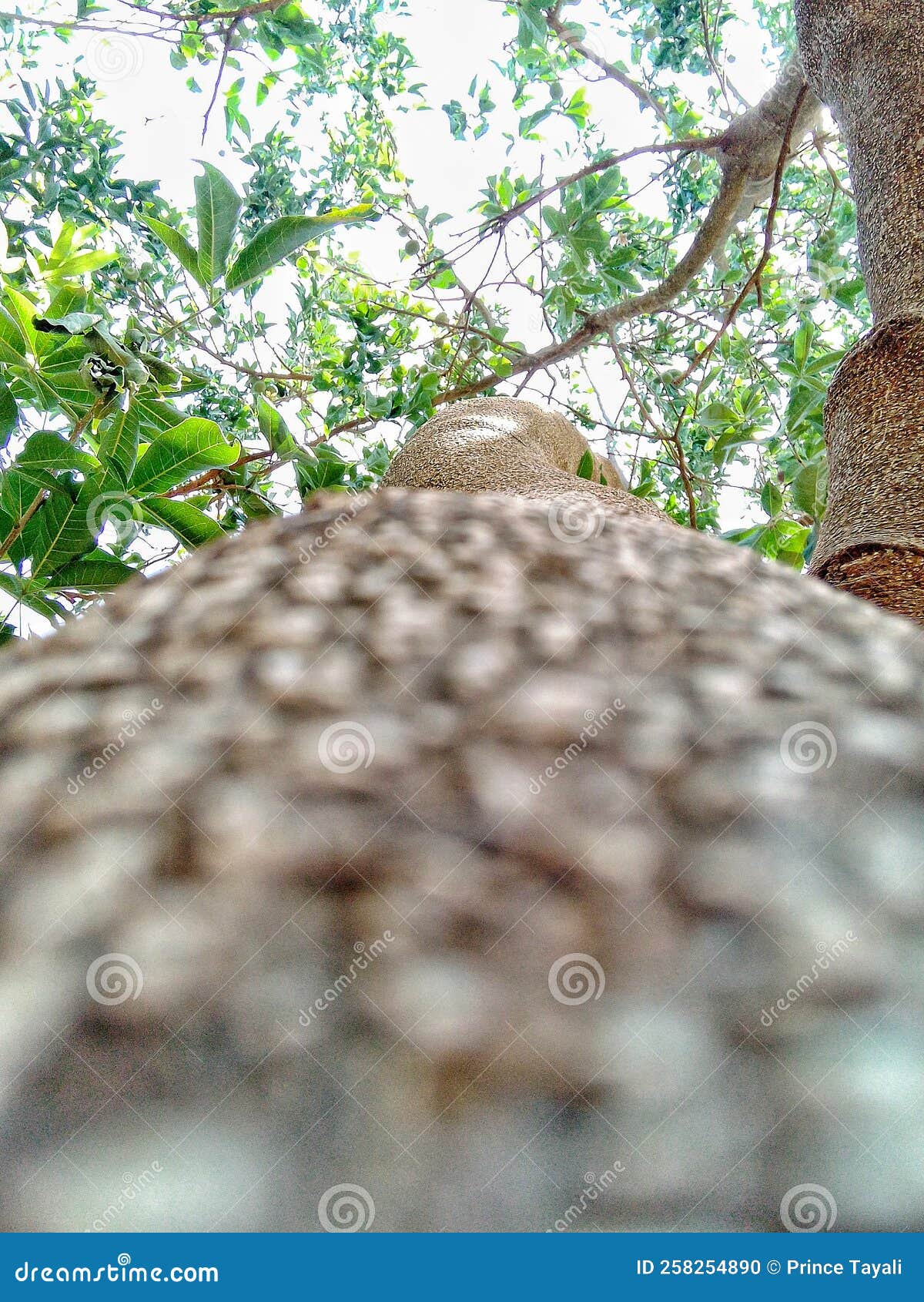 Up the tree stock photo. Image of nature, forest, trunk - 258254890